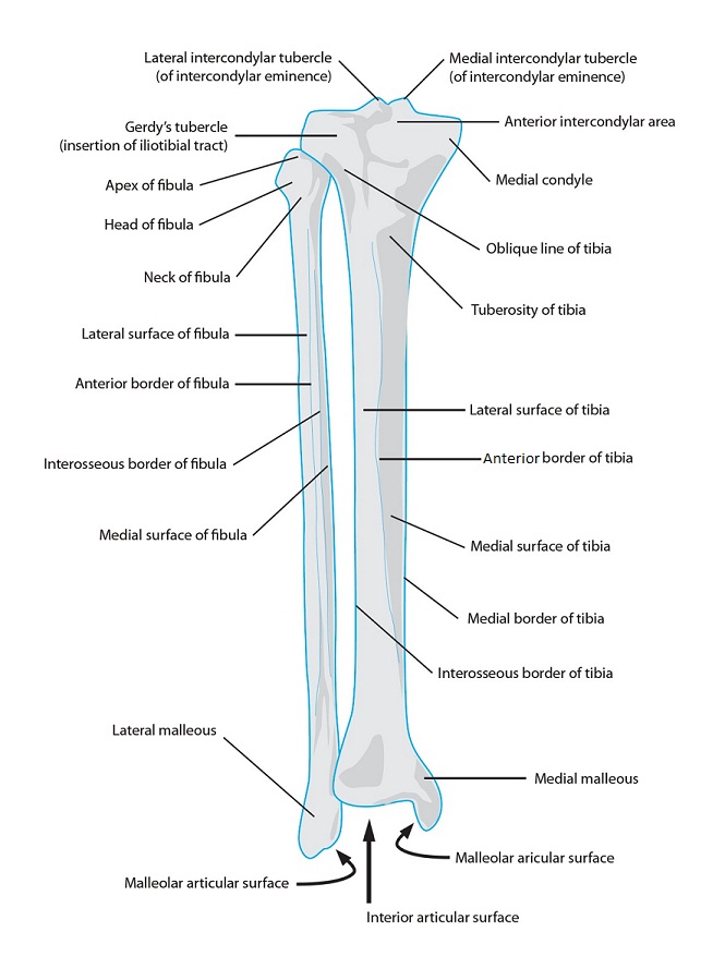Tibia And Fibula Bone Labeled